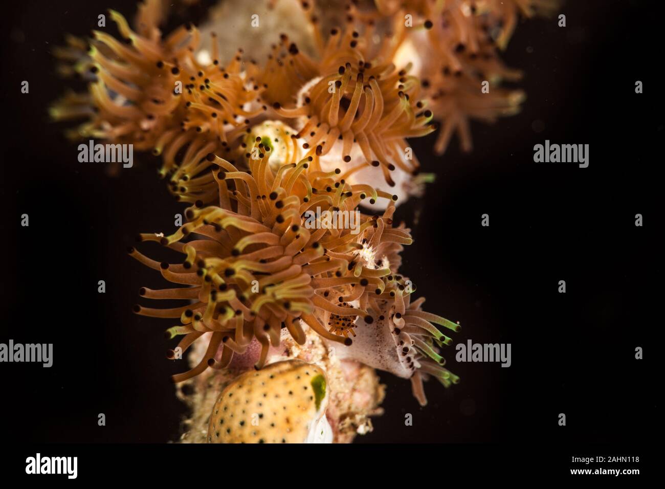 Corals are marine invertebrates within the class Anthozoa of the phylum ...