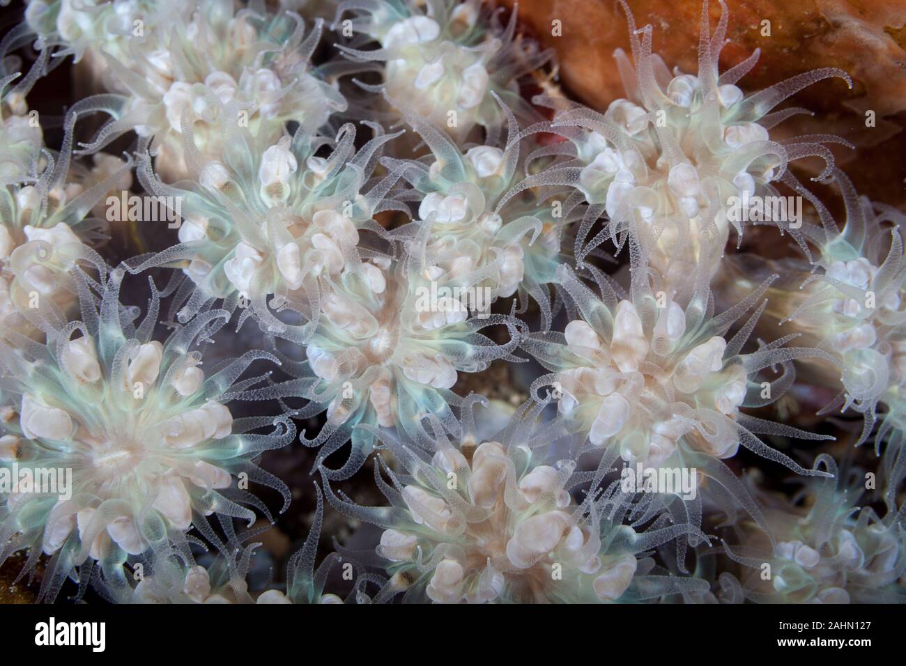 Corals are marine invertebrates within the class Anthozoa of the phylum ...