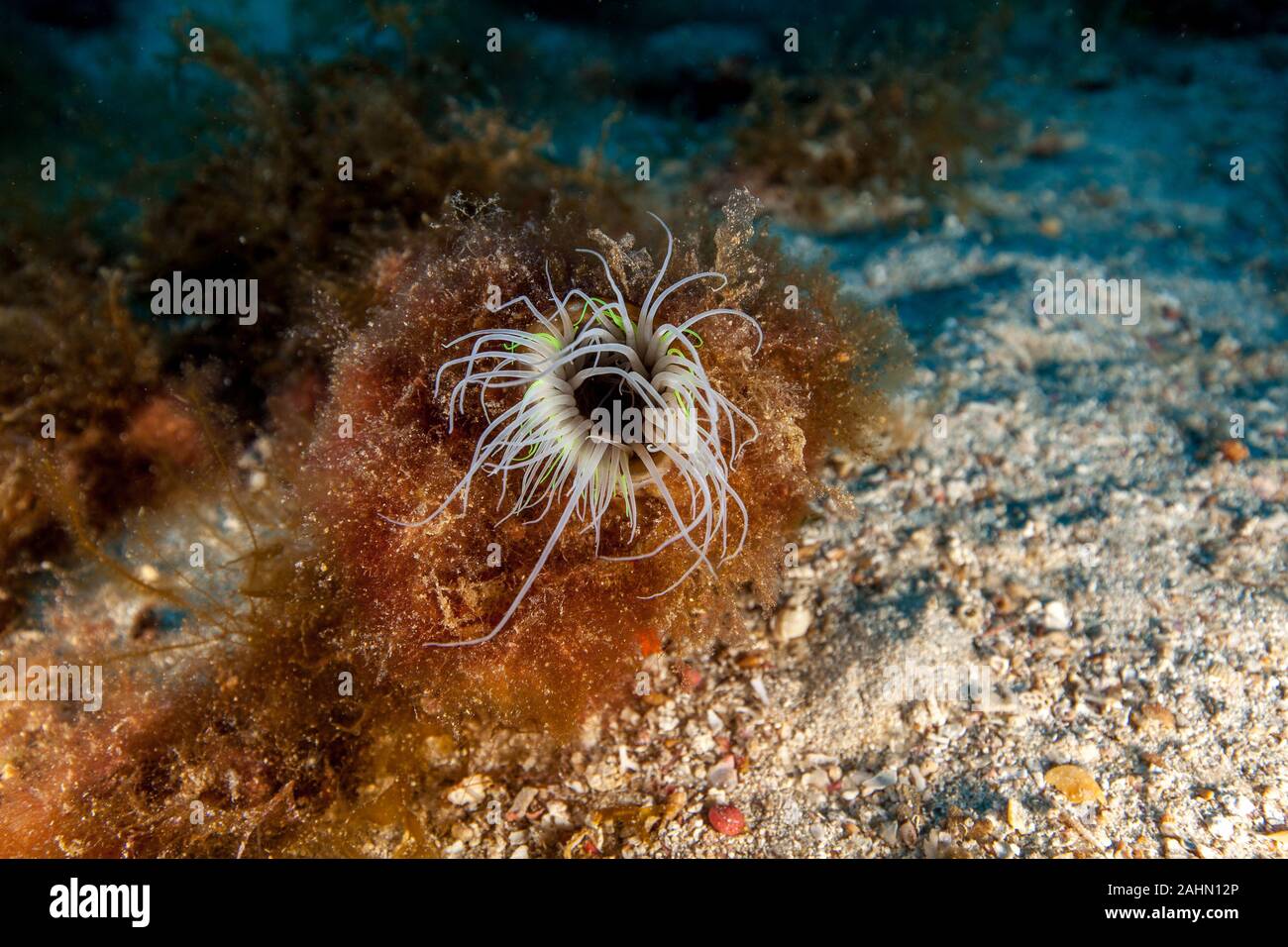 Sea anemones are a group of marine, predatory animals of the order ...