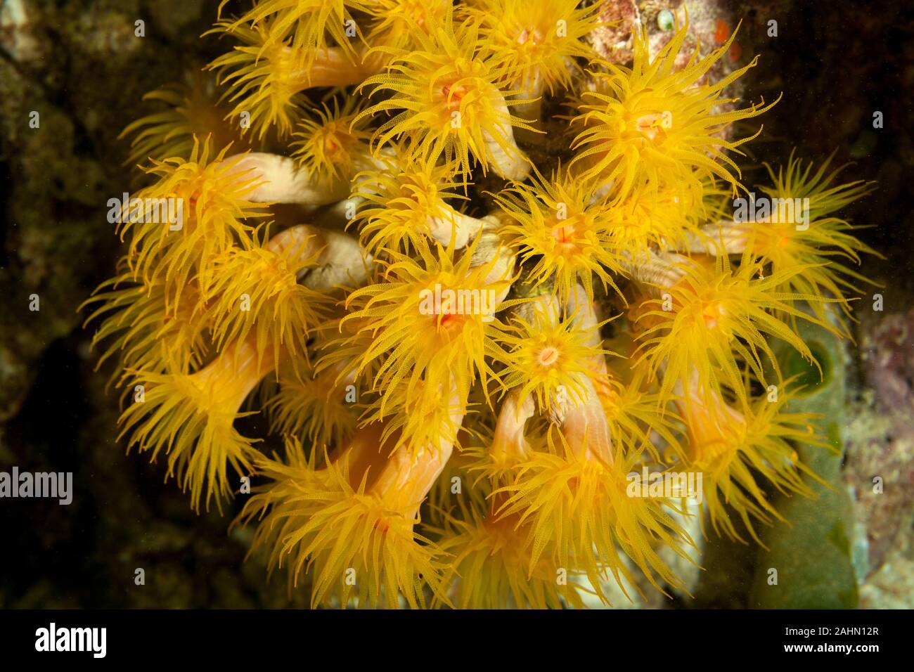 Corals are marine invertebrates within the class Anthozoa of the phylum ...