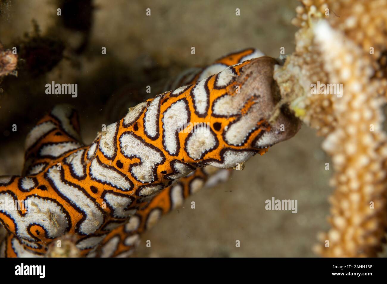 Corals are marine invertebrates within the class Anthozoa of the phylum ...