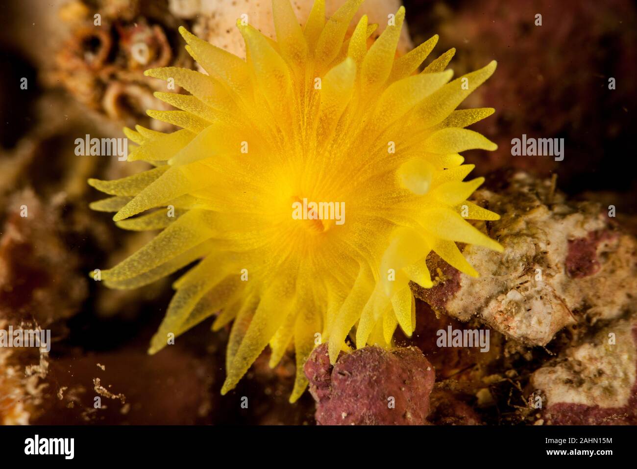 Corals are marine invertebrates within the class Anthozoa of the phylum ...