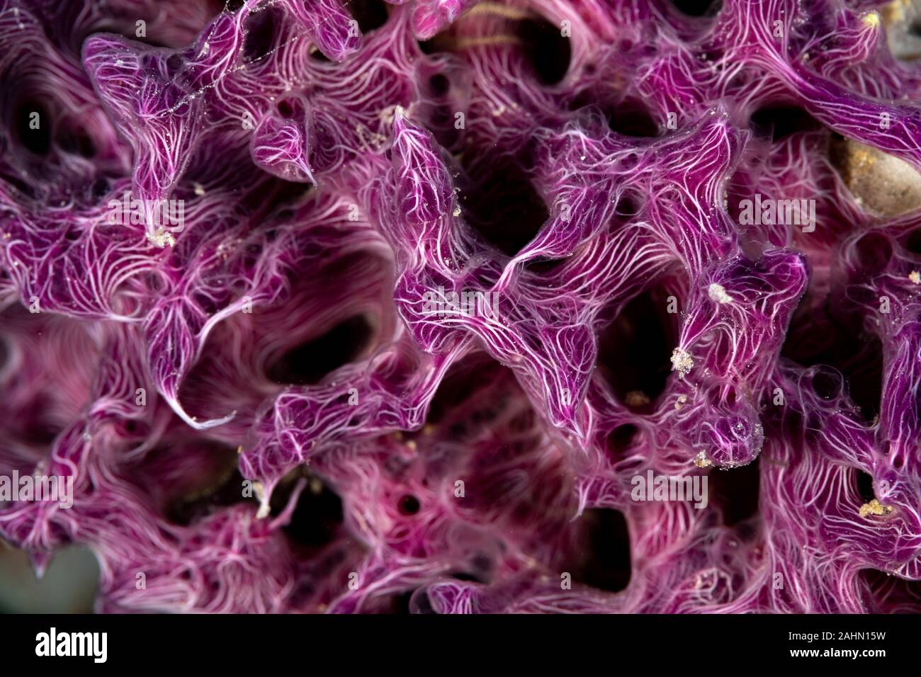 Corals are marine invertebrates within the class Anthozoa of the phylum ...