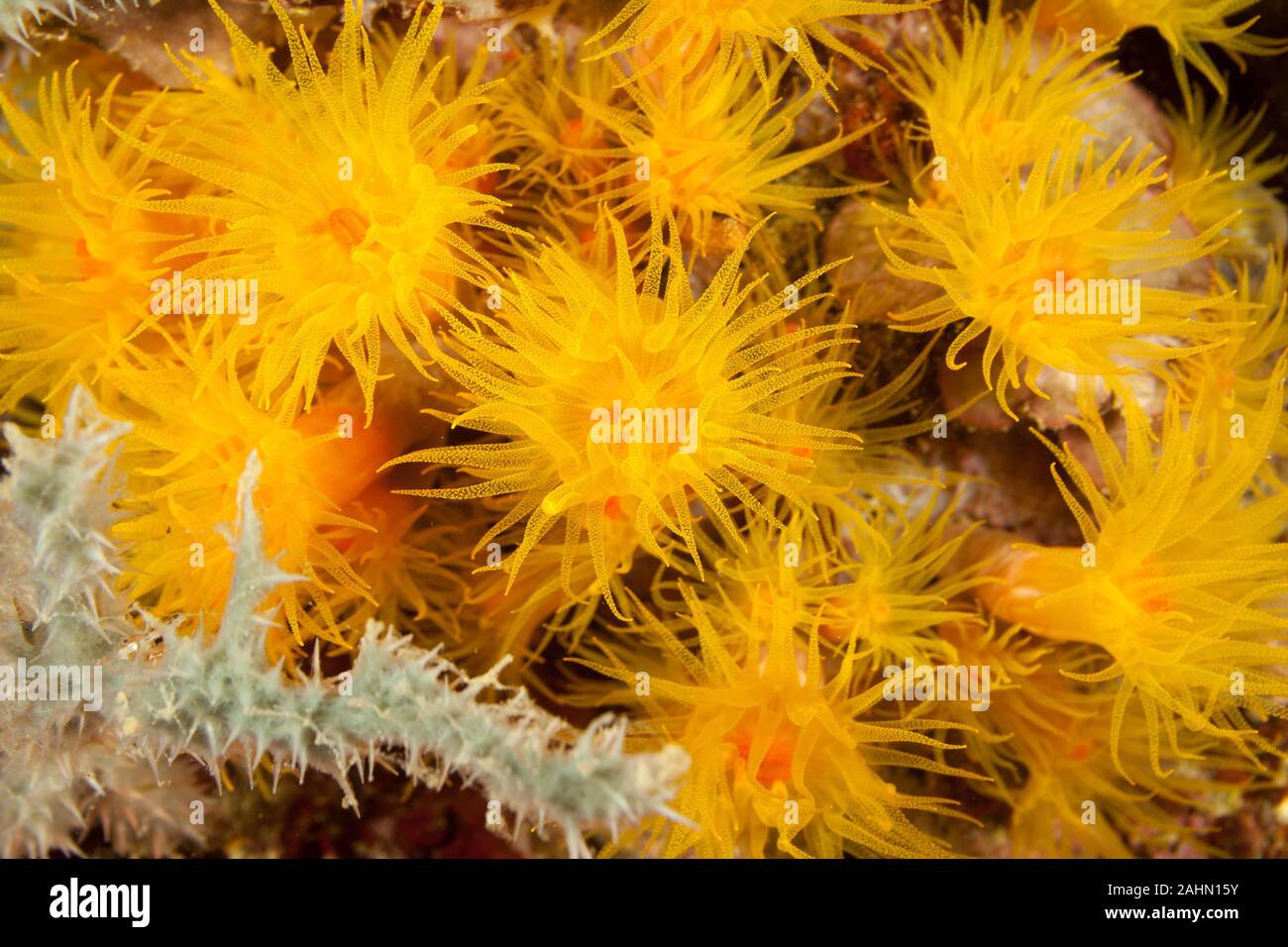 Invertebrates Cnidarians