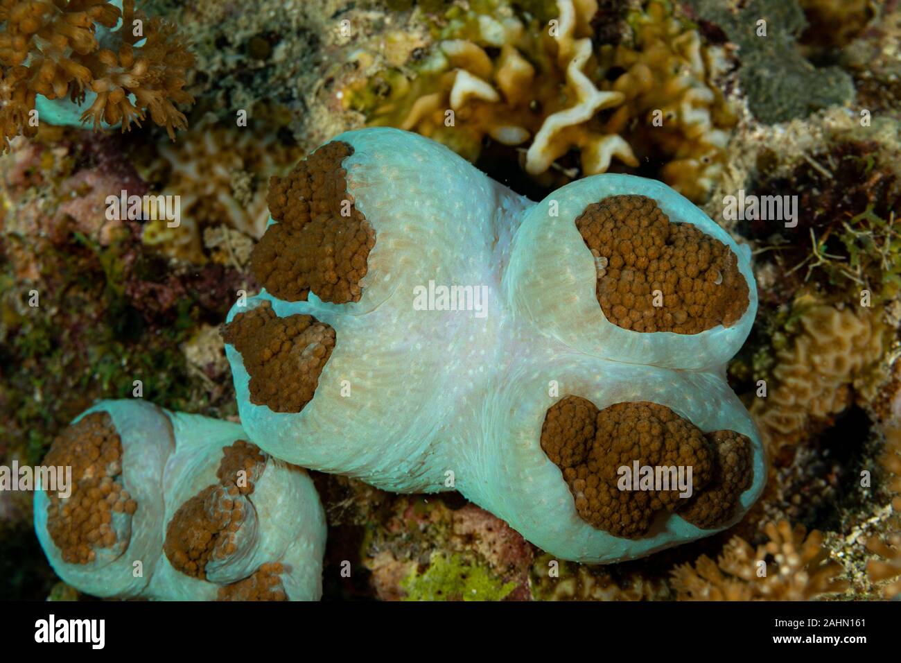 Corals are marine invertebrates within the class Anthozoa of the phylum ...