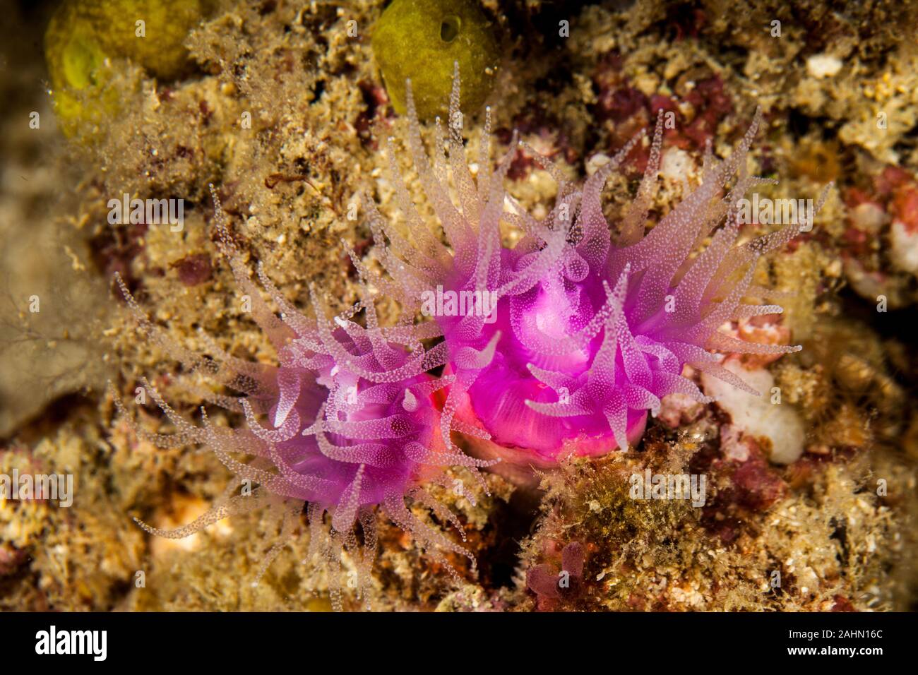 Corals are marine invertebrates within the class Anthozoa of the phylum ...