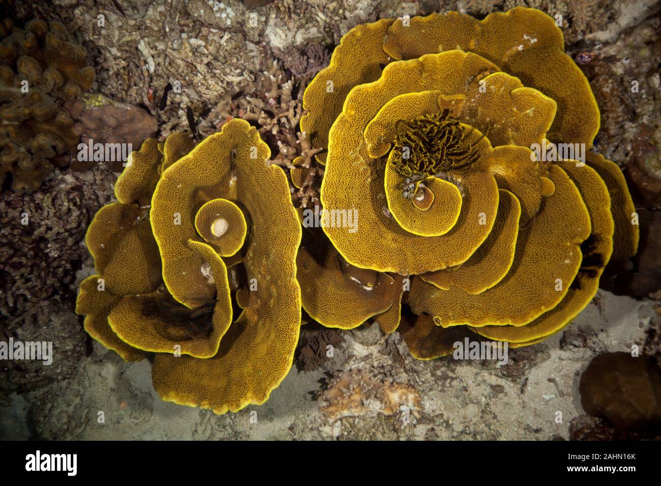 Corals are marine invertebrates within the class Anthozoa of the phylum ...