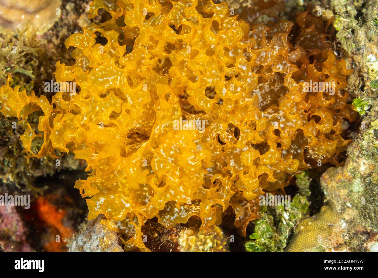 Corals are marine invertebrates within the class Anthozoa of the phylum ...
