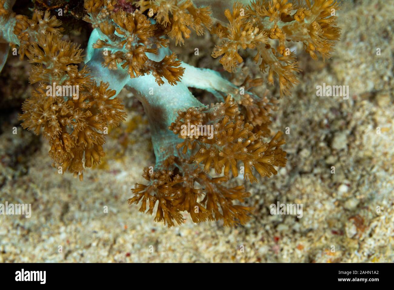 Invertebrates Cnidarians