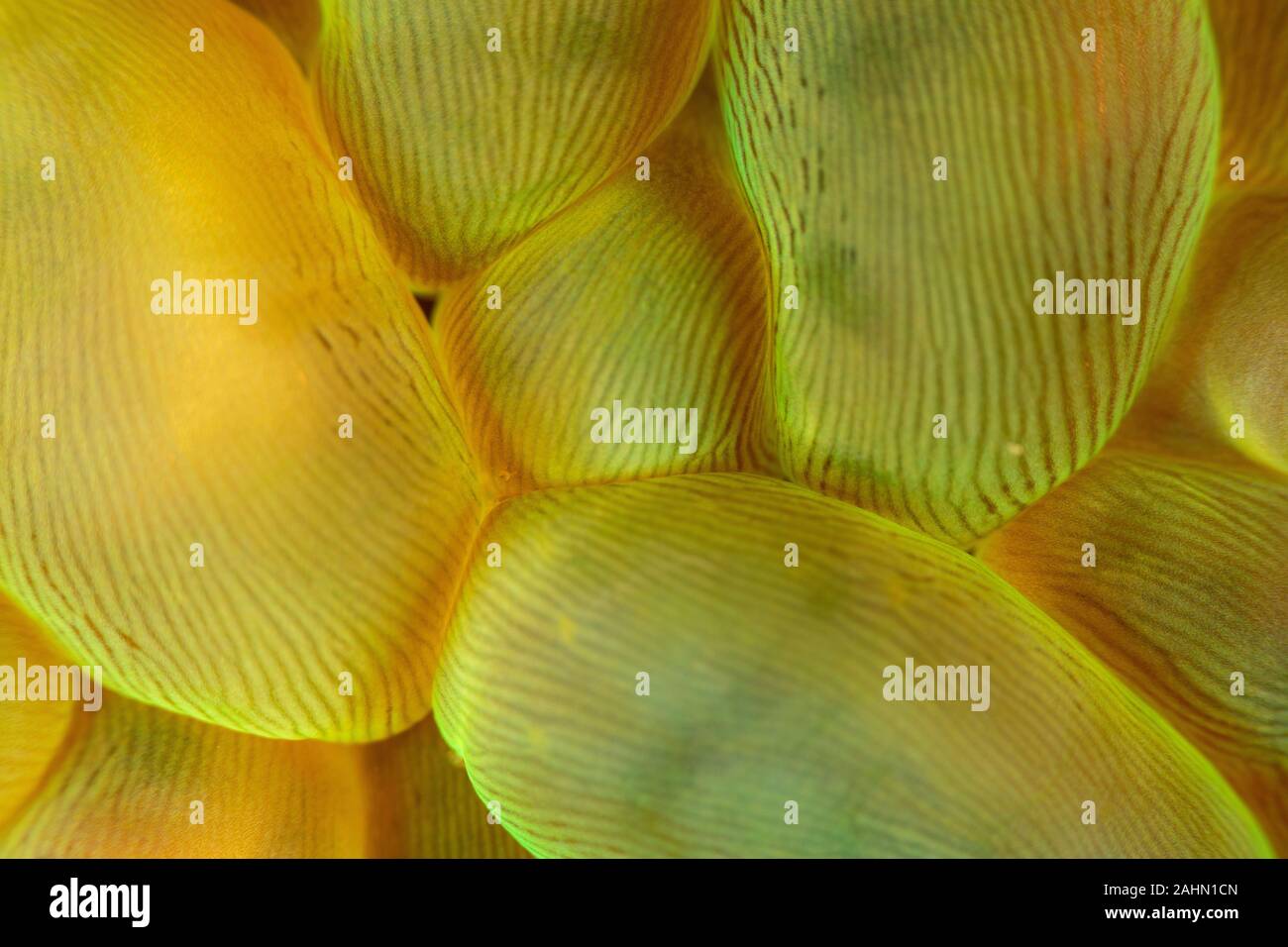 Corals are marine invertebrates within the class Anthozoa of the phylum ...