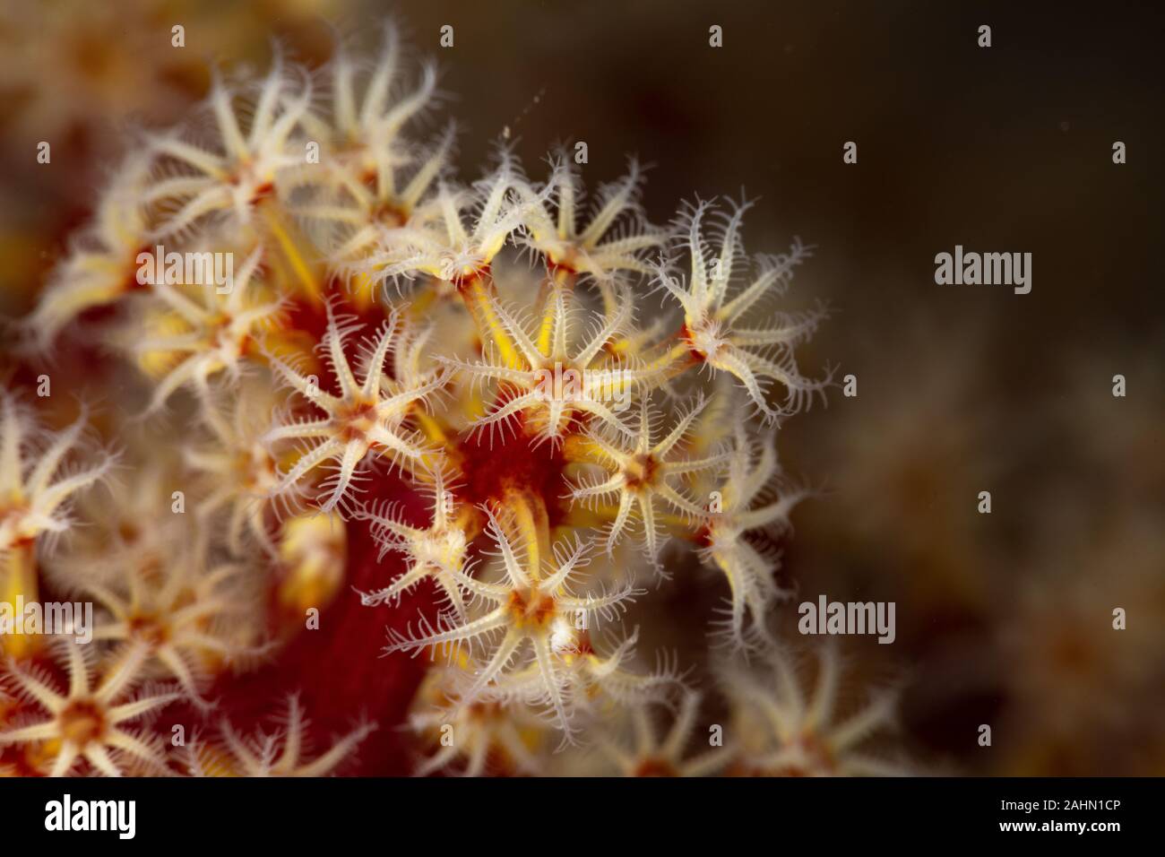 Corals are marine invertebrates within the class Anthozoa of the phylum ...
