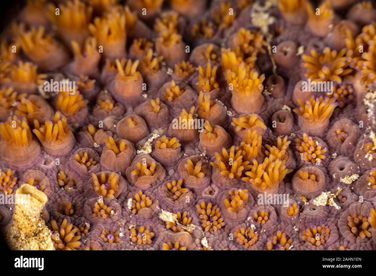 Corals are marine invertebrates within the class Anthozoa of the phylum ...