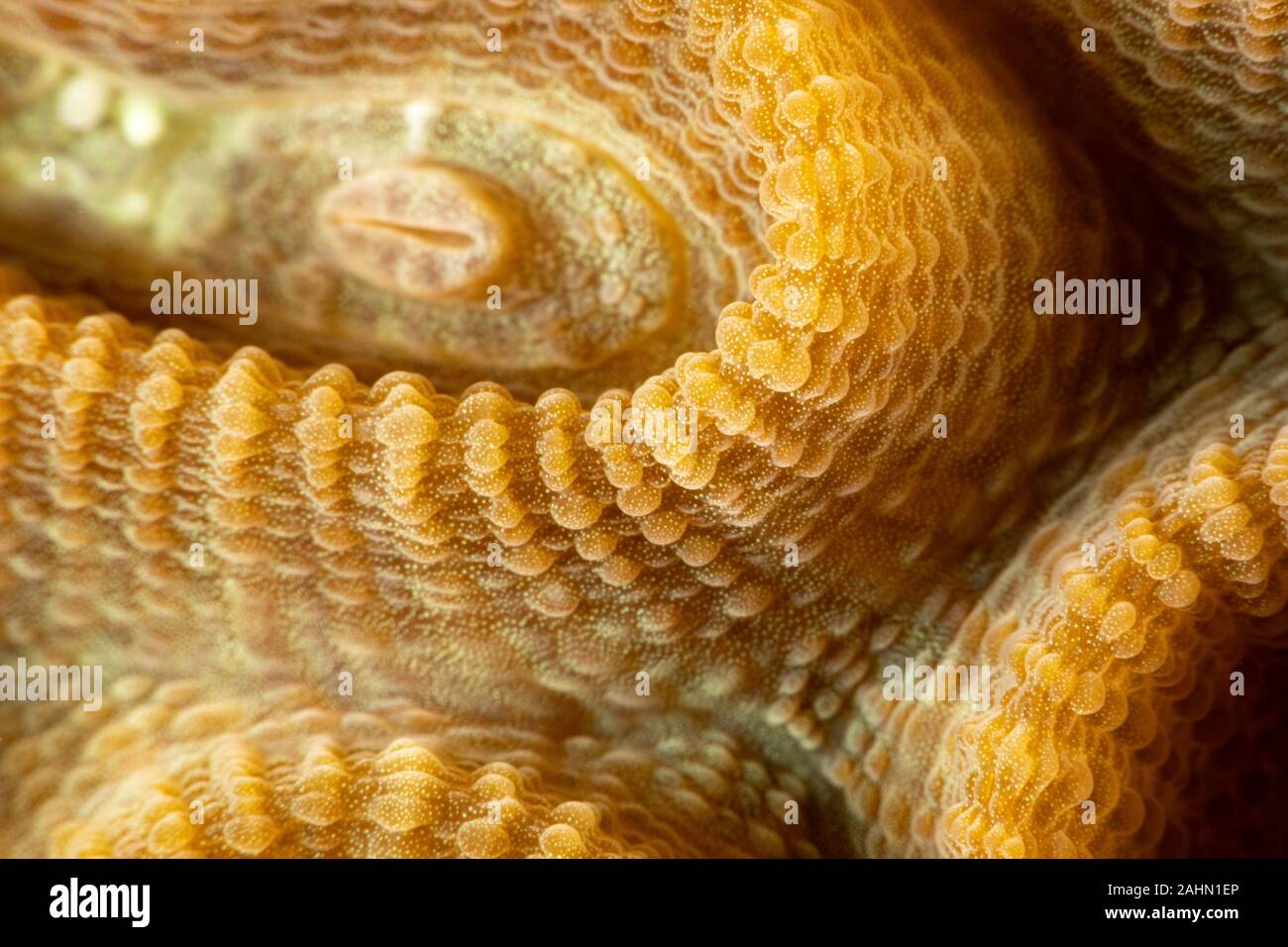 Corals are marine invertebrates within the class Anthozoa of the phylum ...
