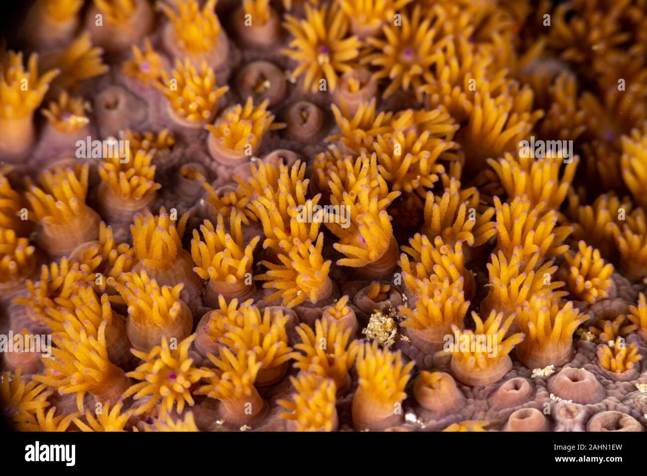 Corals are marine invertebrates within the class Anthozoa of the phylum ...