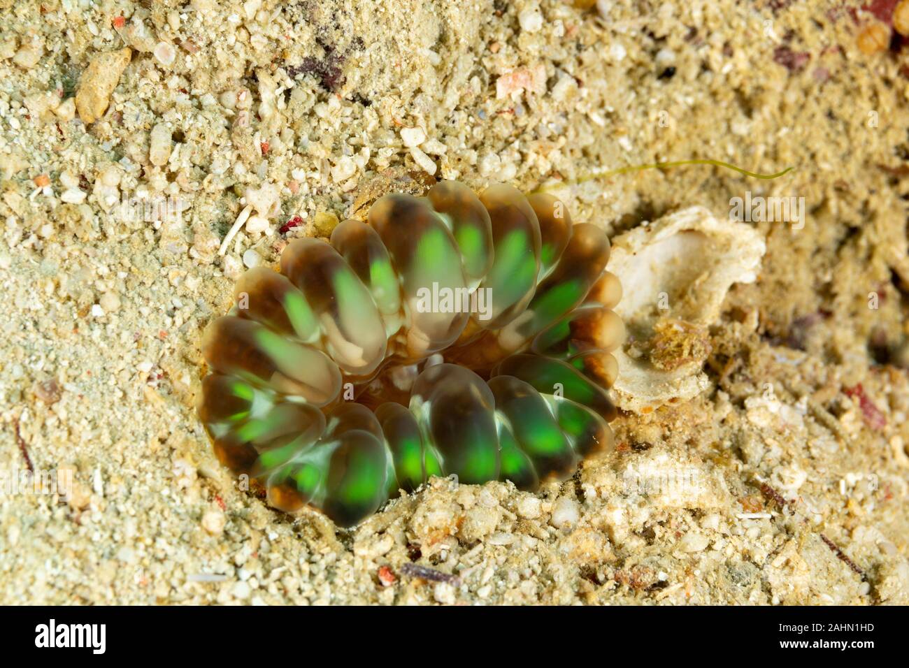 Corals are marine invertebrates within the class Anthozoa of the phylum ...