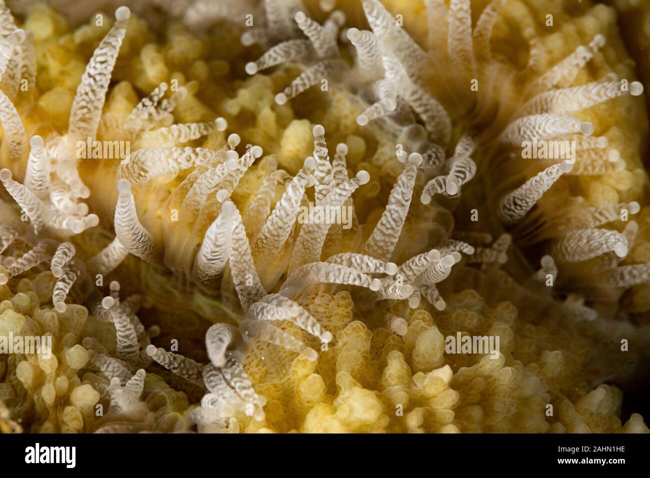 Corals are marine invertebrates within the class Anthozoa of the phylum ...