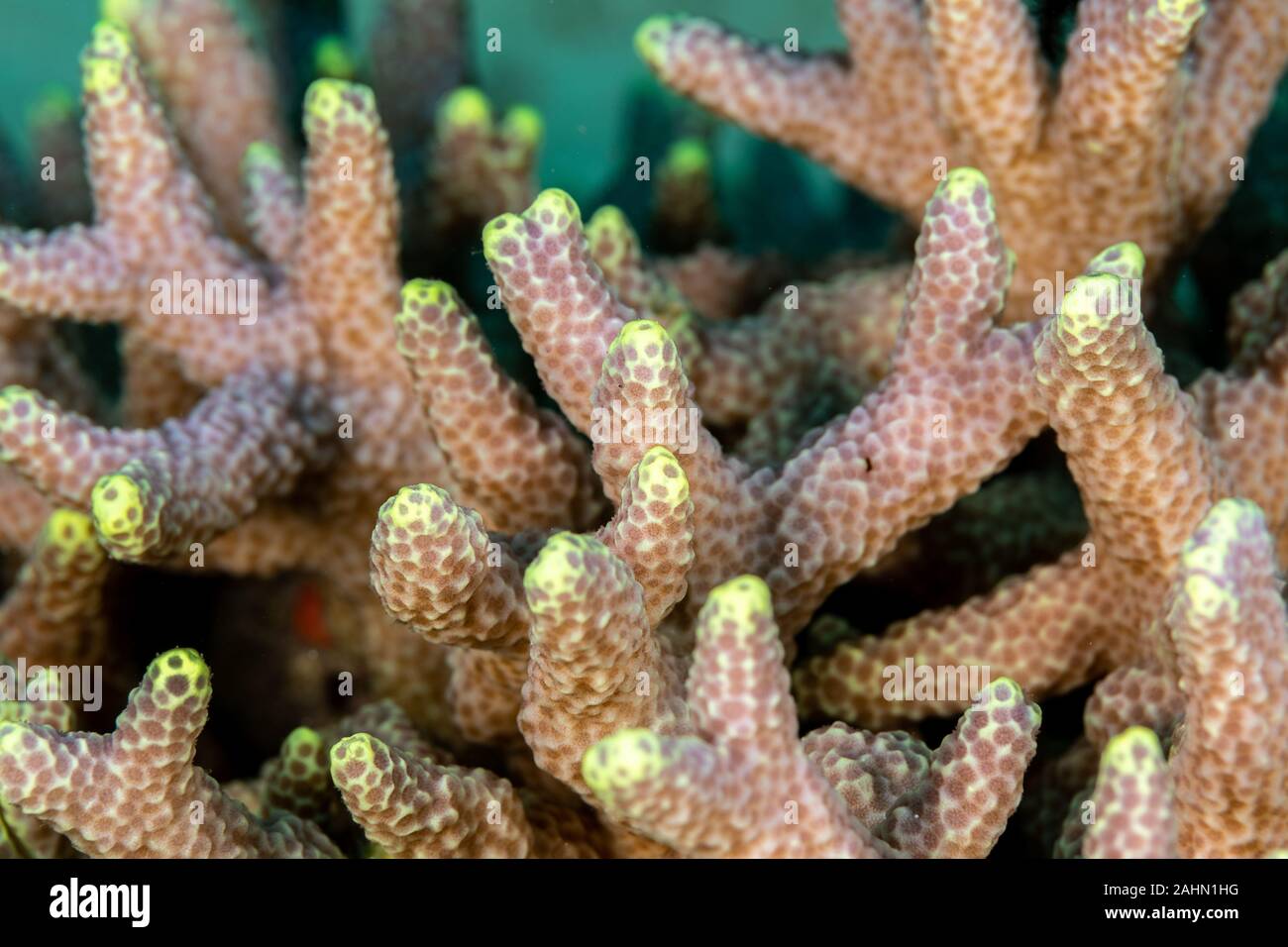 Corals are marine invertebrates within the class Anthozoa of the phylum ...