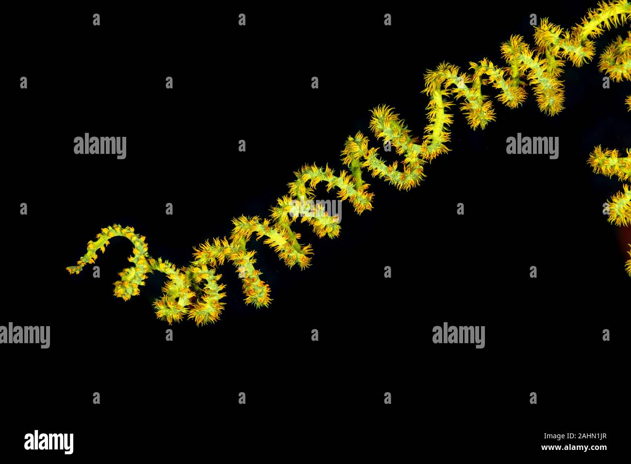 Corals are marine invertebrates within the class Anthozoa of the phylum ...