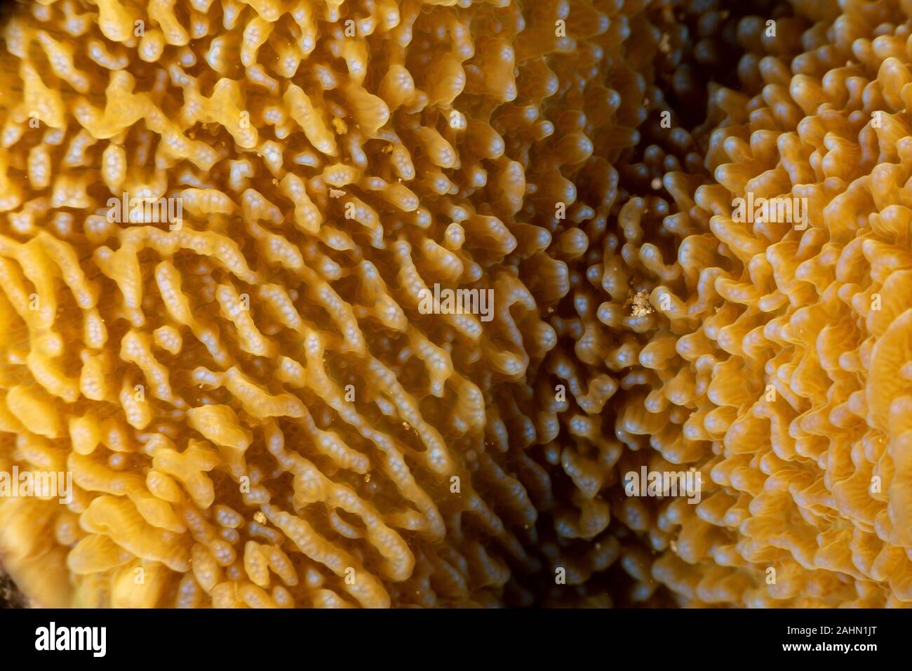 Corals are marine invertebrates within the class Anthozoa of the phylum ...