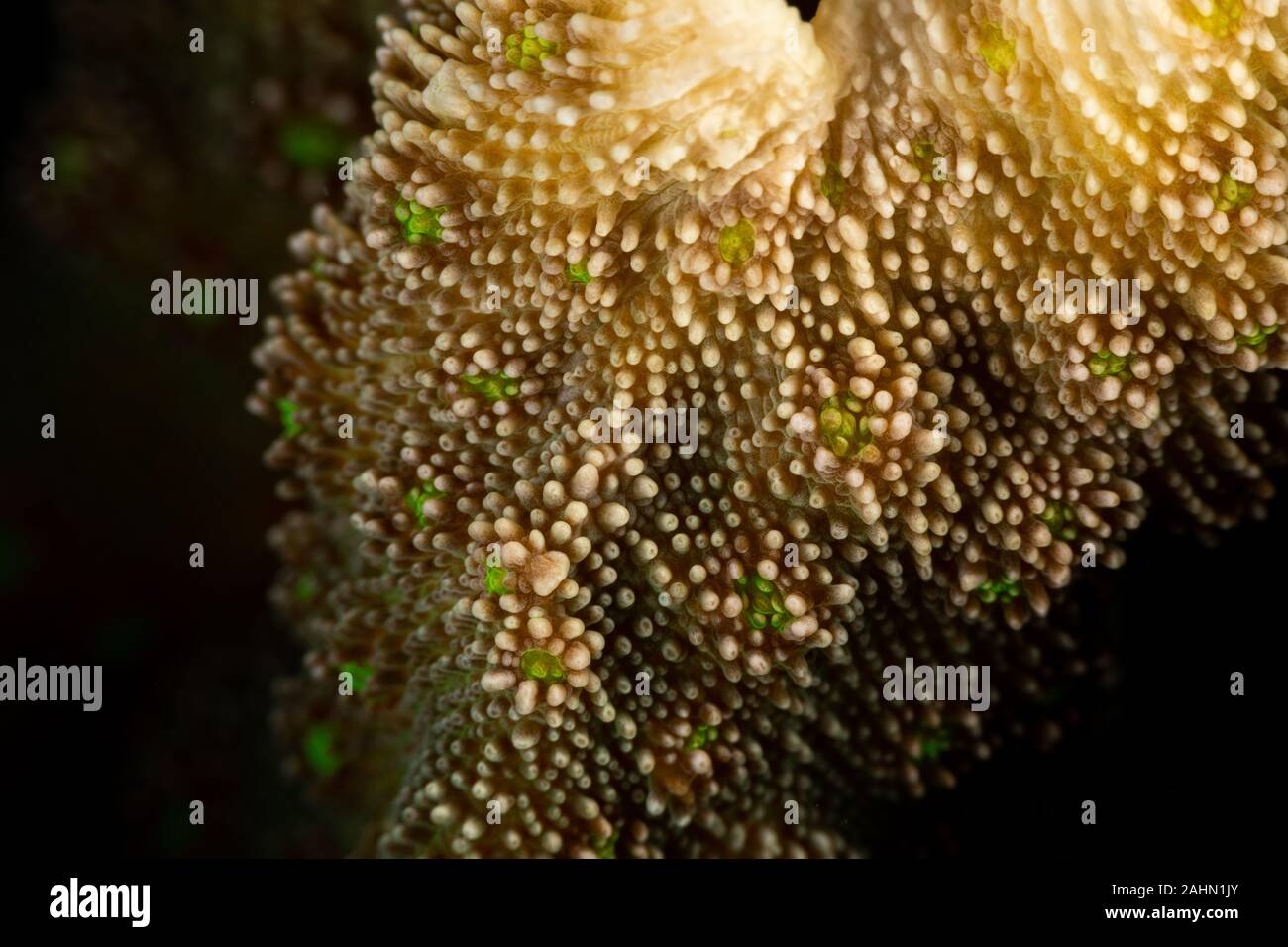 Corals are marine invertebrates within the class Anthozoa of the phylum ...