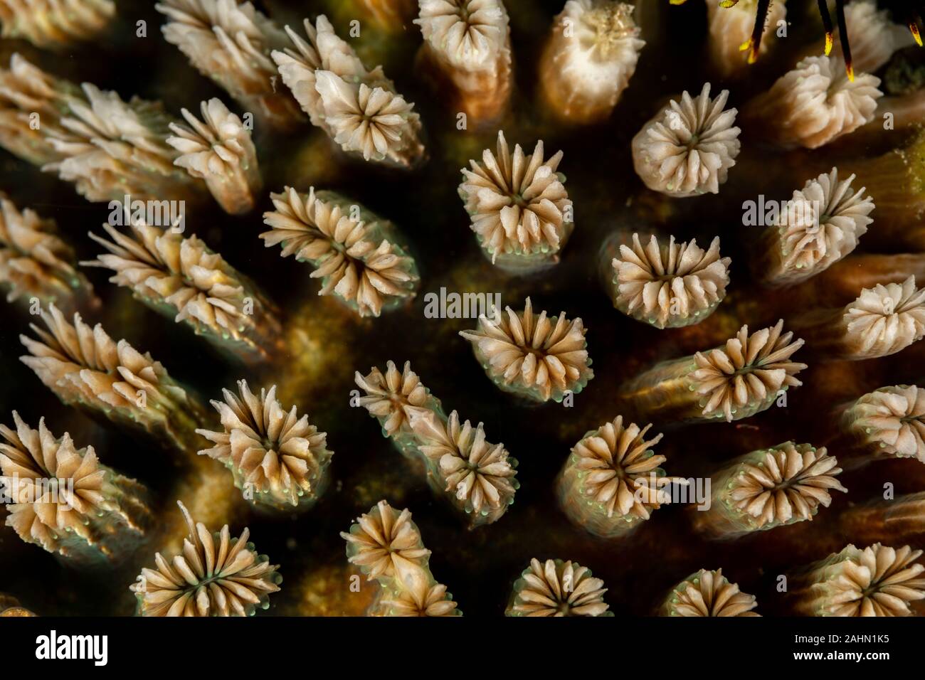 Corals are marine invertebrates within the class Anthozoa of the phylum ...