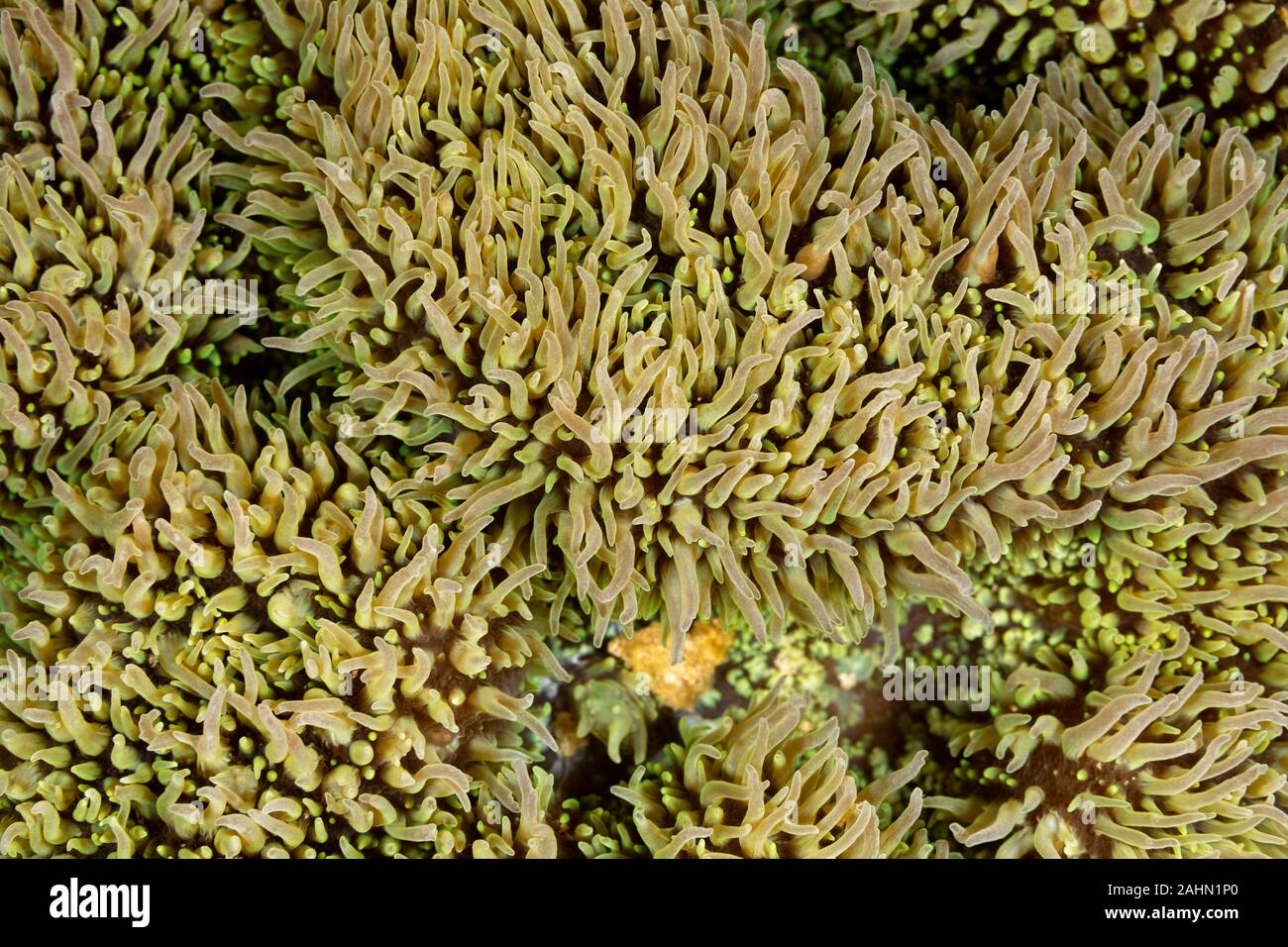 Corals are marine invertebrates within the class Anthozoa of the phylum ...