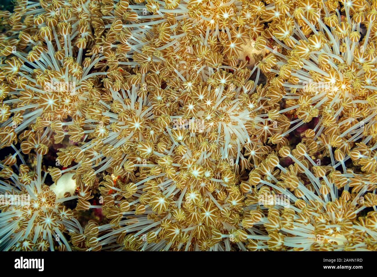 Corals are marine invertebrates within the class Anthozoa of the phylum ...