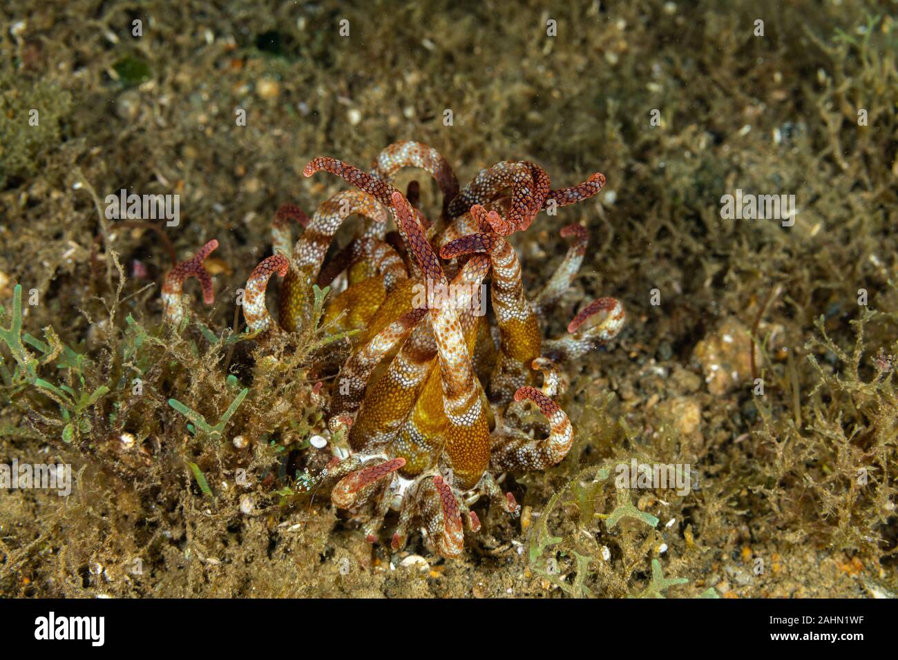 Sea anemones are a group of marine, predatory animals of the order ...