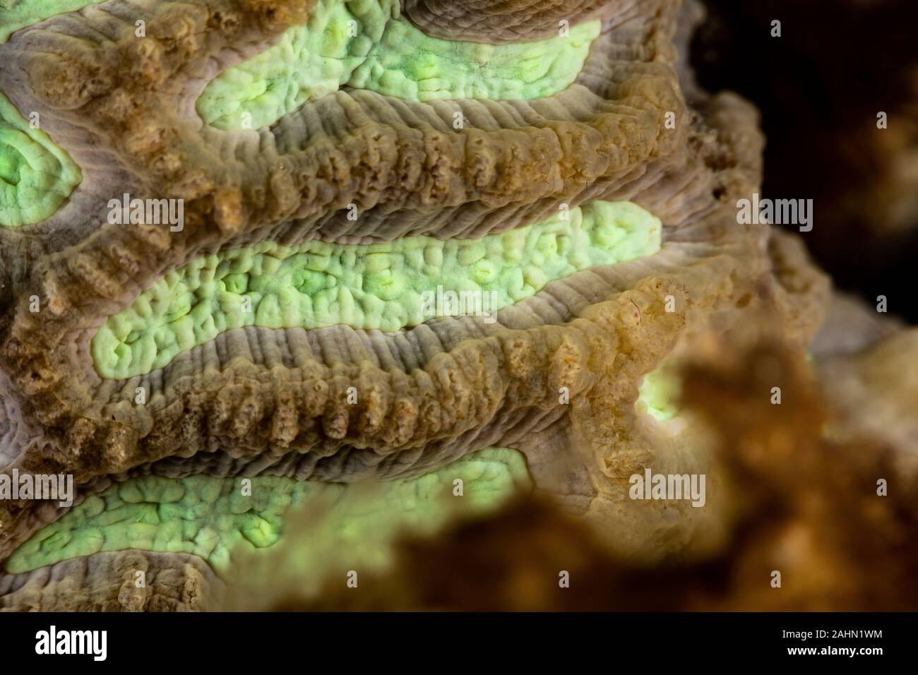 Corals are marine invertebrates within the class Anthozoa of the phylum ...