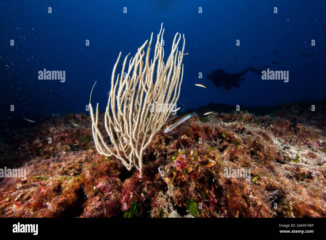 Corals are marine invertebrates within the class Anthozoa of the phylum ...