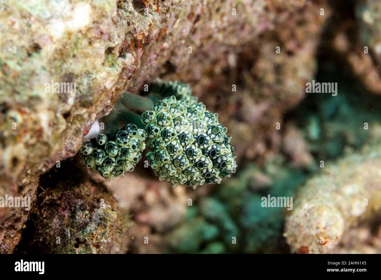 Corals are marine invertebrates within the class Anthozoa of the phylum ...