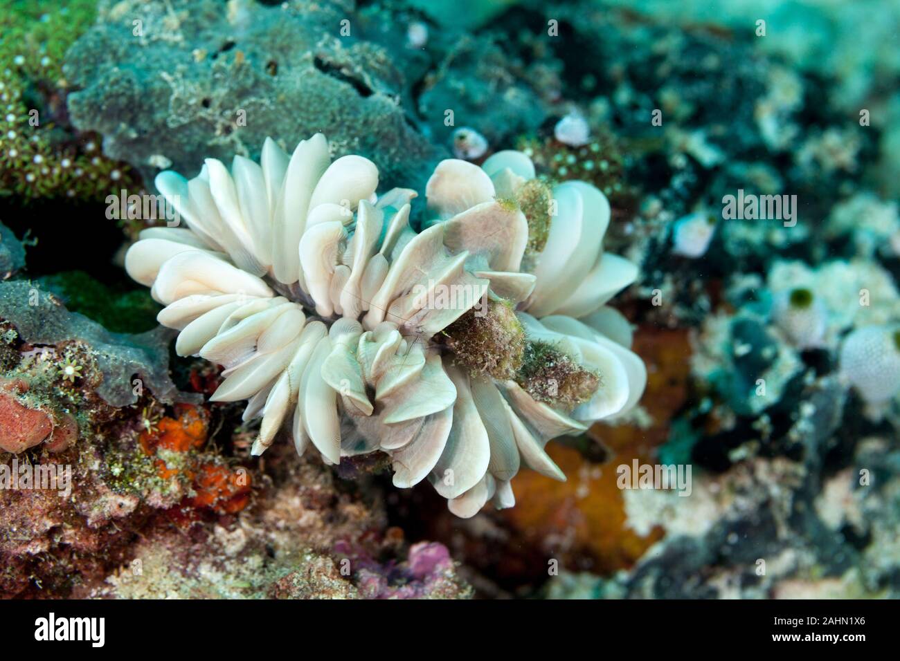 Corals are marine invertebrates within the class Anthozoa of the phylum ...