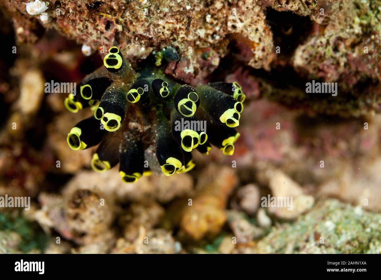 Corals are marine invertebrates within the class Anthozoa of the phylum ...