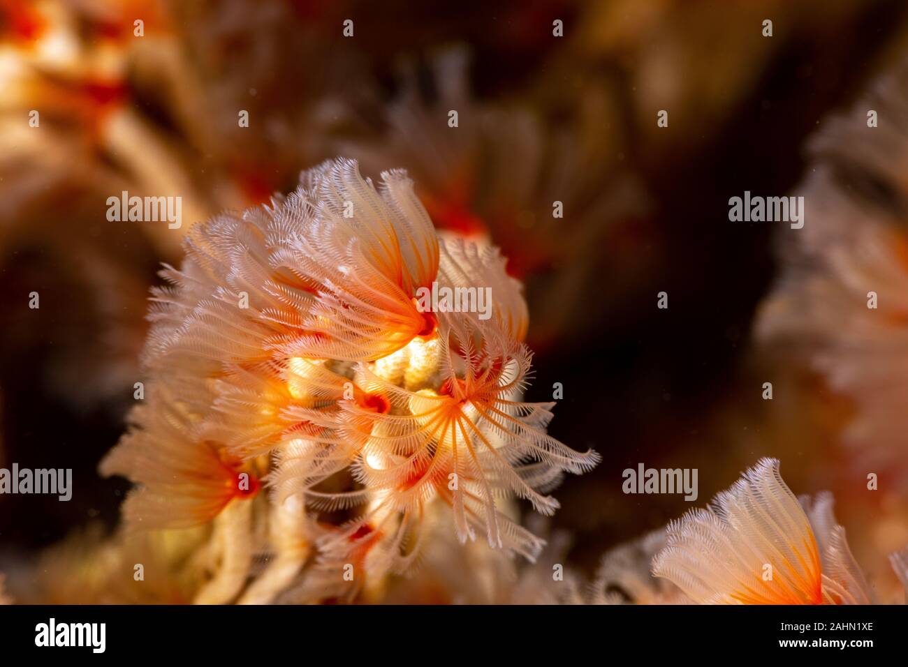 Corals are marine invertebrates within the class Anthozoa of the phylum ...
