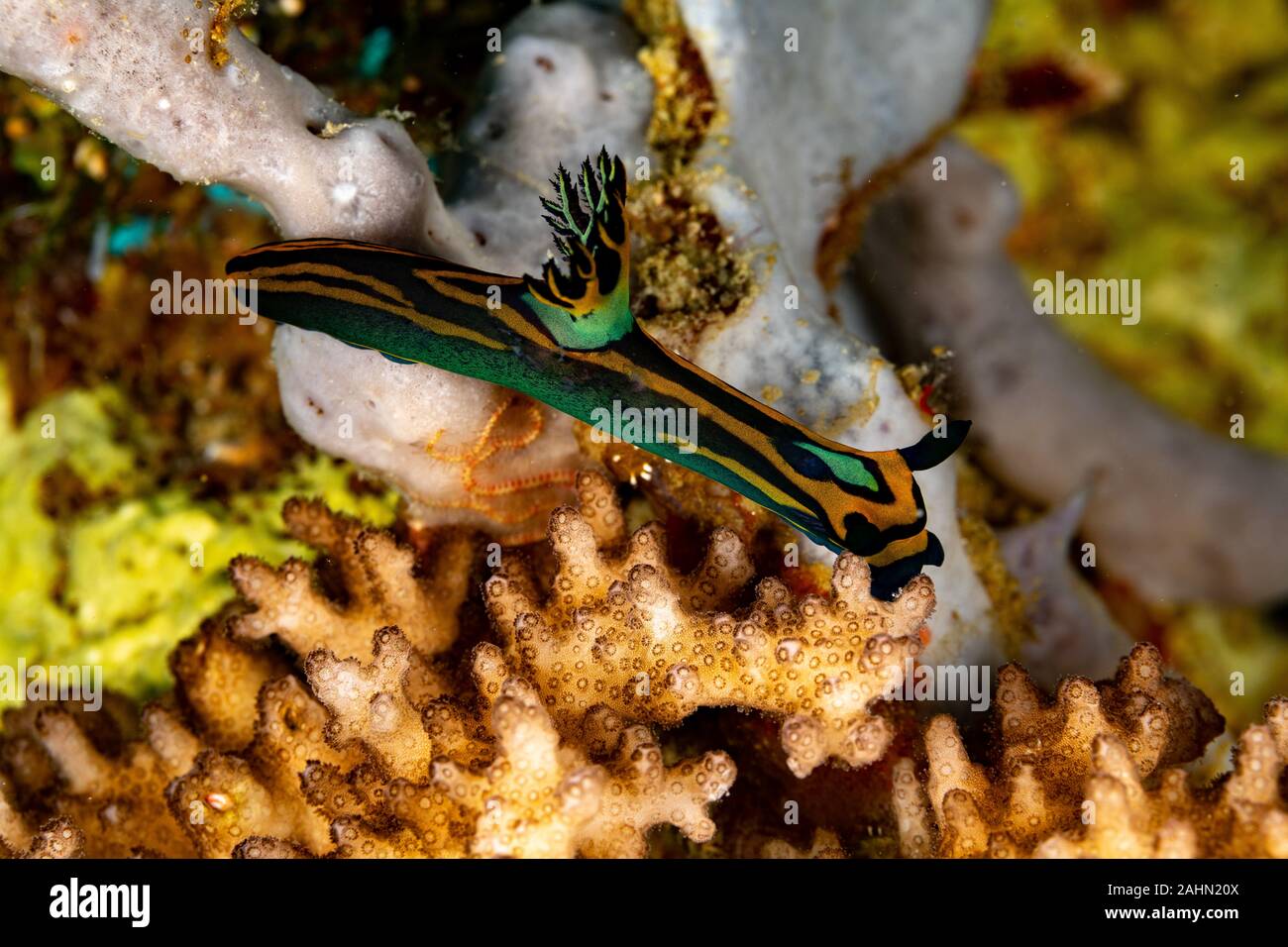 Marine Slugs