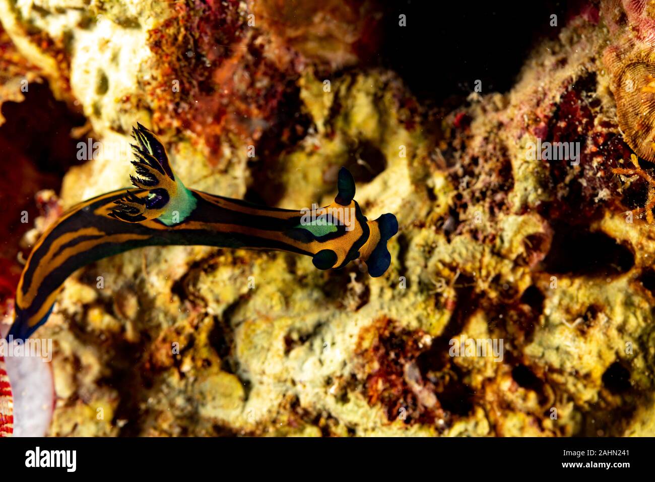 Nembrotha is a genus of sea slugs, nudibranchs, marine gastropod ...