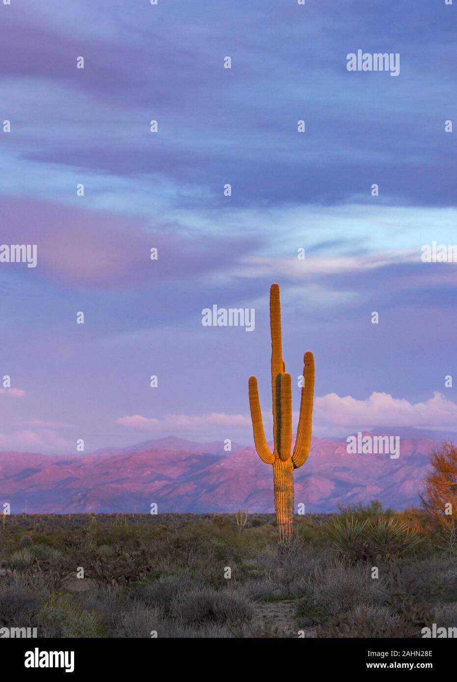 Saguaro Cactus At Sunset With Mountain range Stock Photo - Alamy