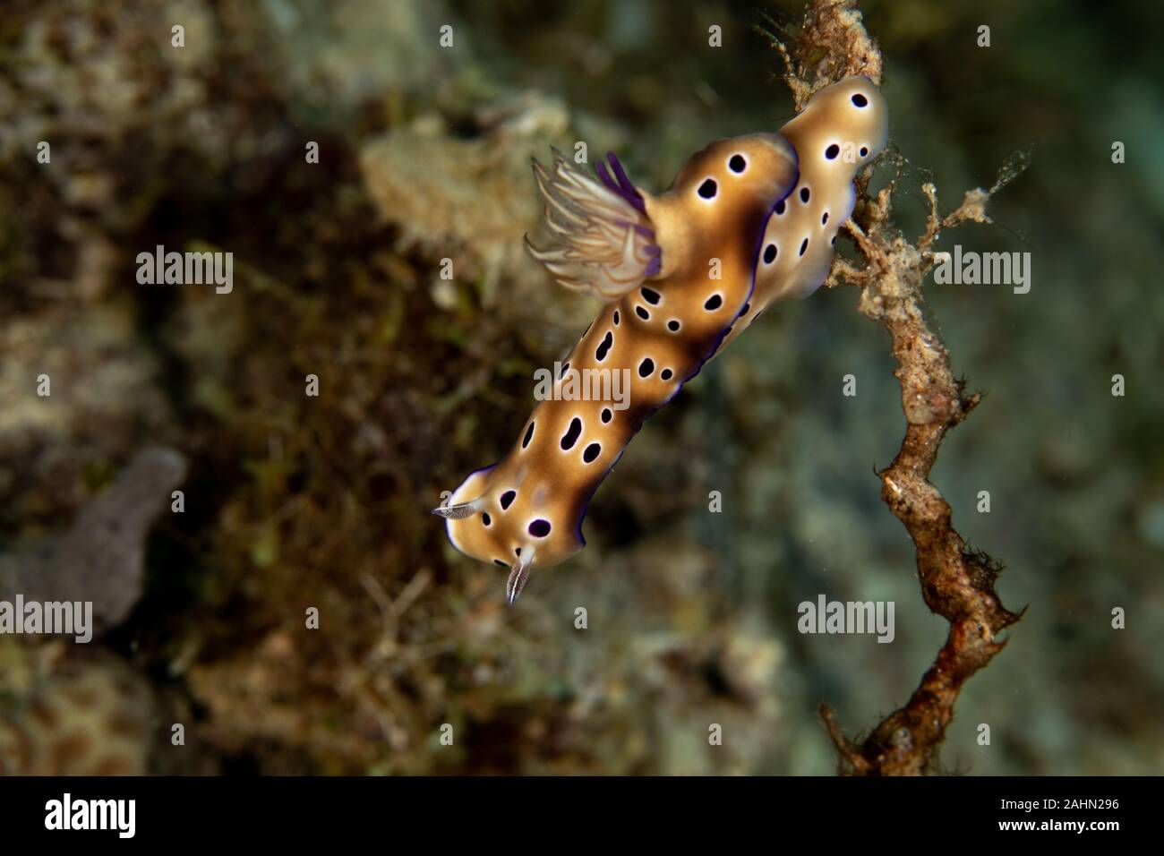 Hypselodoris tryoni, Risbecia tryoni is a species of sea slug, a dorid ...