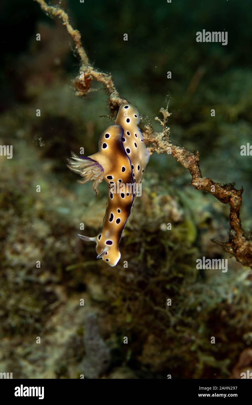 Hypselodoris tryoni, Risbecia tryoni is a species of sea slug, a dorid ...