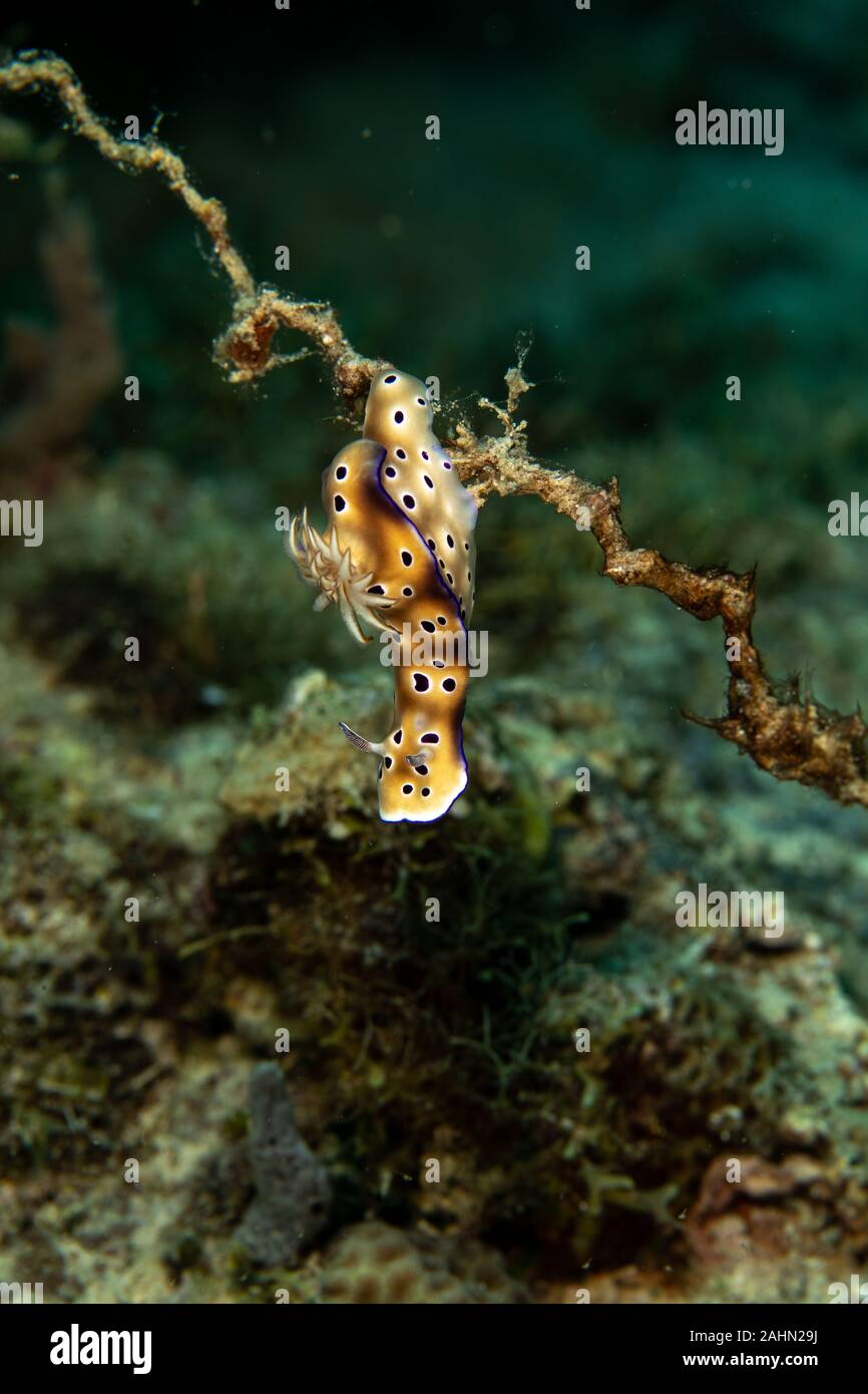 Hypselodoris tryoni, Risbecia tryoni is a species of sea slug, a dorid ...