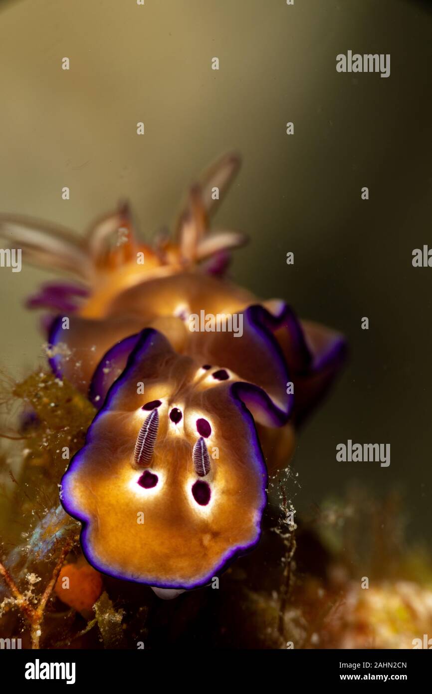 Hypselodoris tryoni, Risbecia tryoni is a species of sea slug, a dorid ...