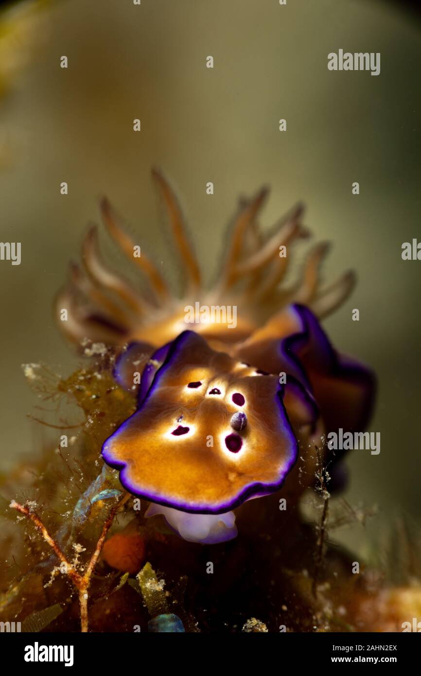 Hypselodoris tryoni, Risbecia tryoni is a species of sea slug, a dorid ...