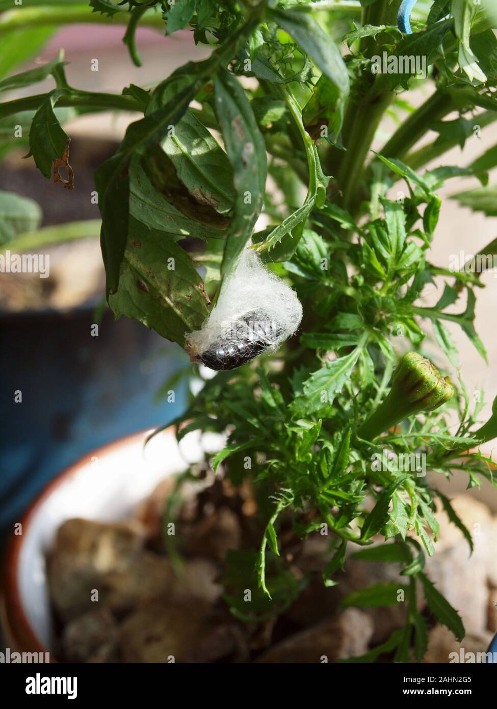 An insect species Cocooned and metamorphosing under the leaves of a ...