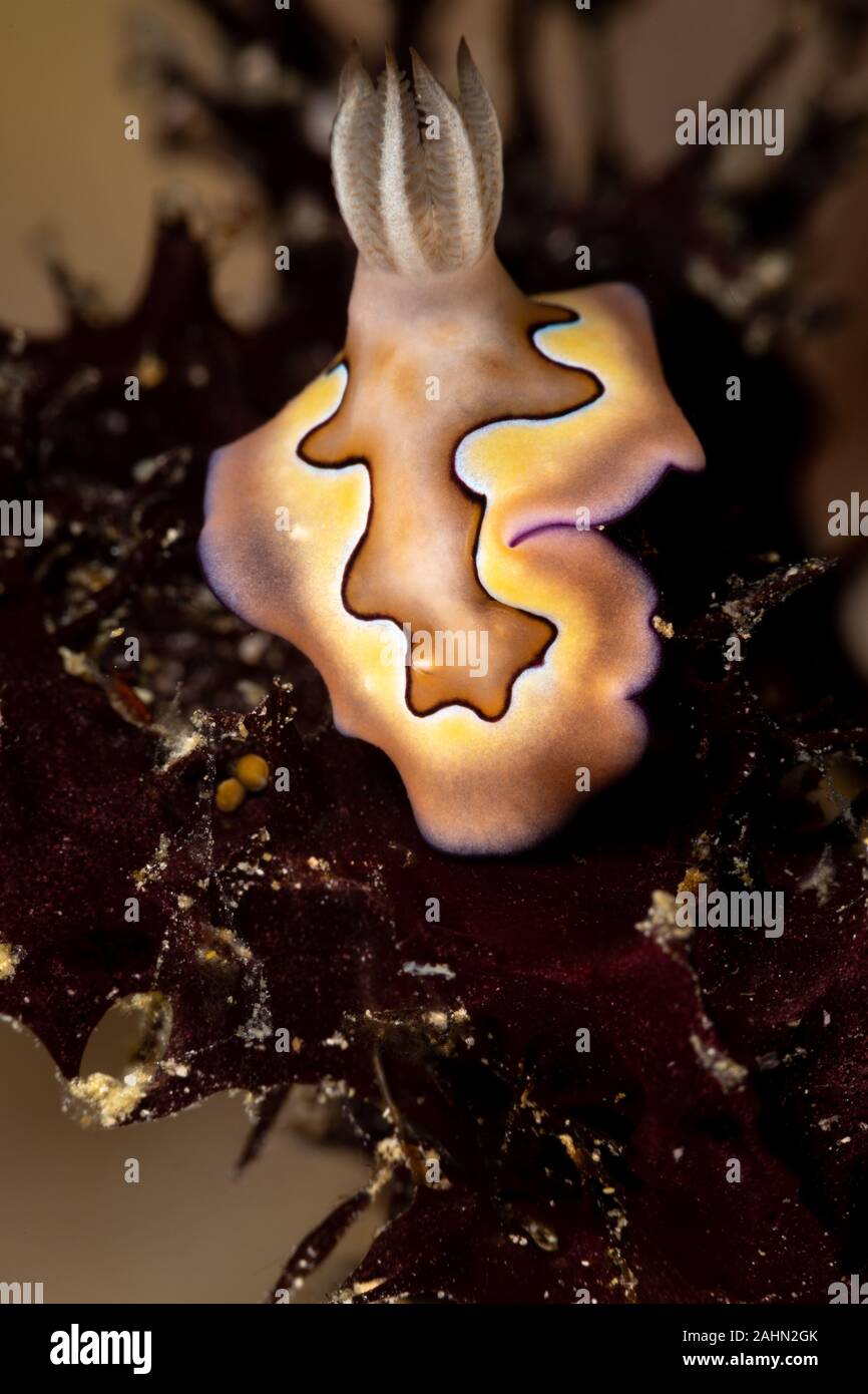 Goniobranchus coi, Chromodoris coi is a species of very colourful sea ...