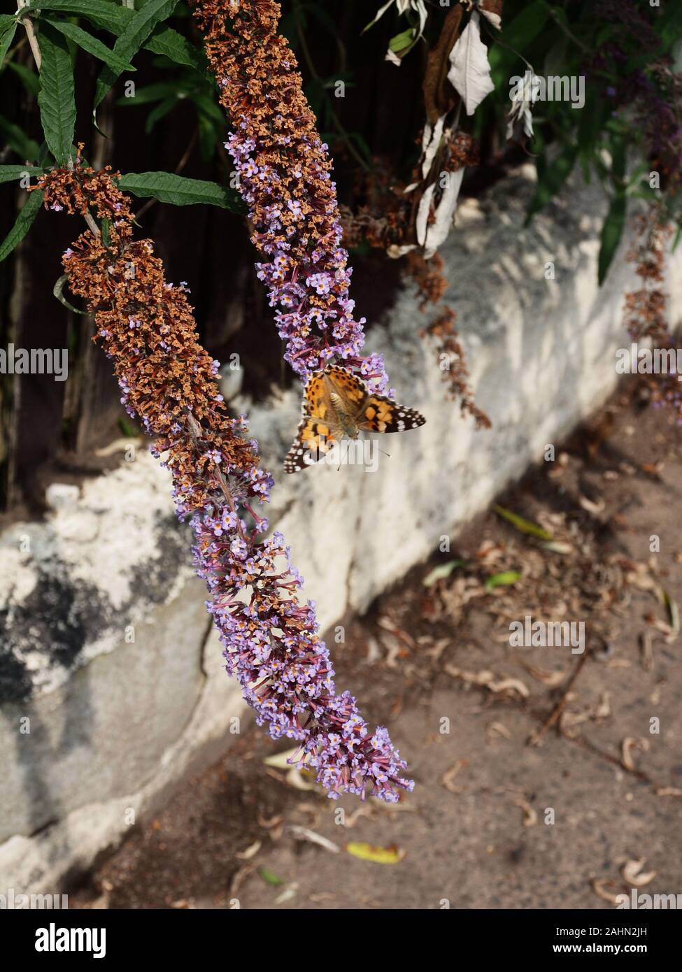 Swarm of butterflies uk hi-res stock photography and images - Alamy