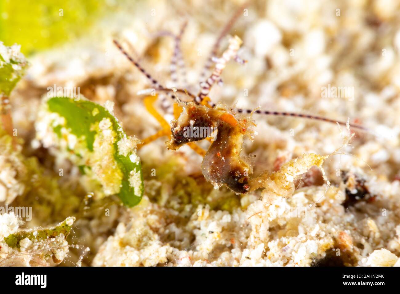 Pontoh's pygmy seahorse or the weedy pygmy seahorse, Hippocampus ...