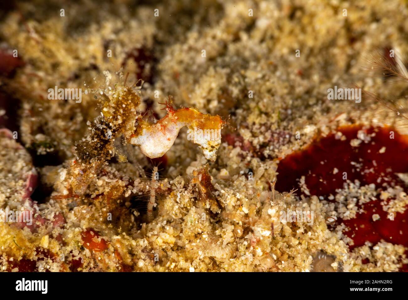 Pontoh's pygmy seahorse or the weedy pygmy seahorse, Hippocampus ...