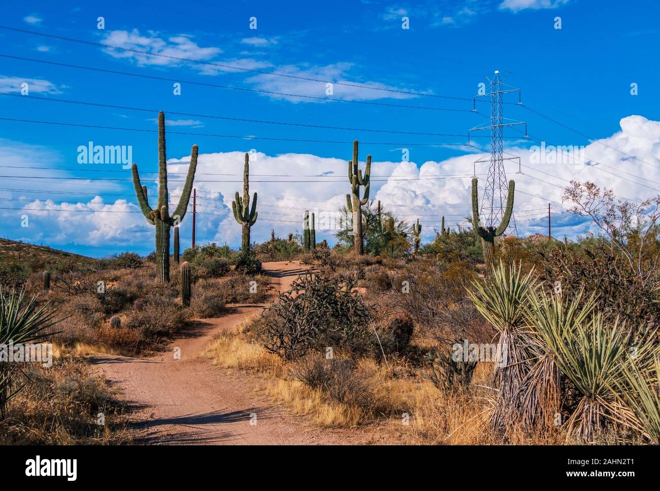 Saguaro cactus near phoenix hi-res stock photography and images - Alamy