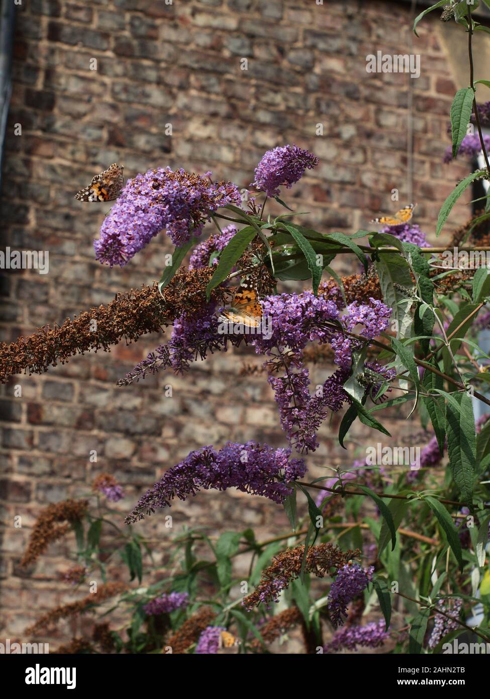 Flora and fauna of the british isles hi-res stock photography and ...