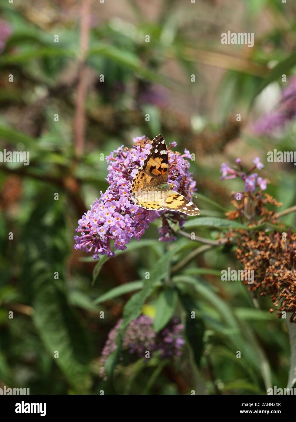 Individuals from a swarm of 'Painted Lady Butterflies' that were ...
